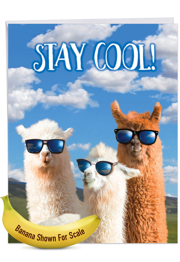 Cool Llamas: Congratulations Jumbo Printed Greeting Card
