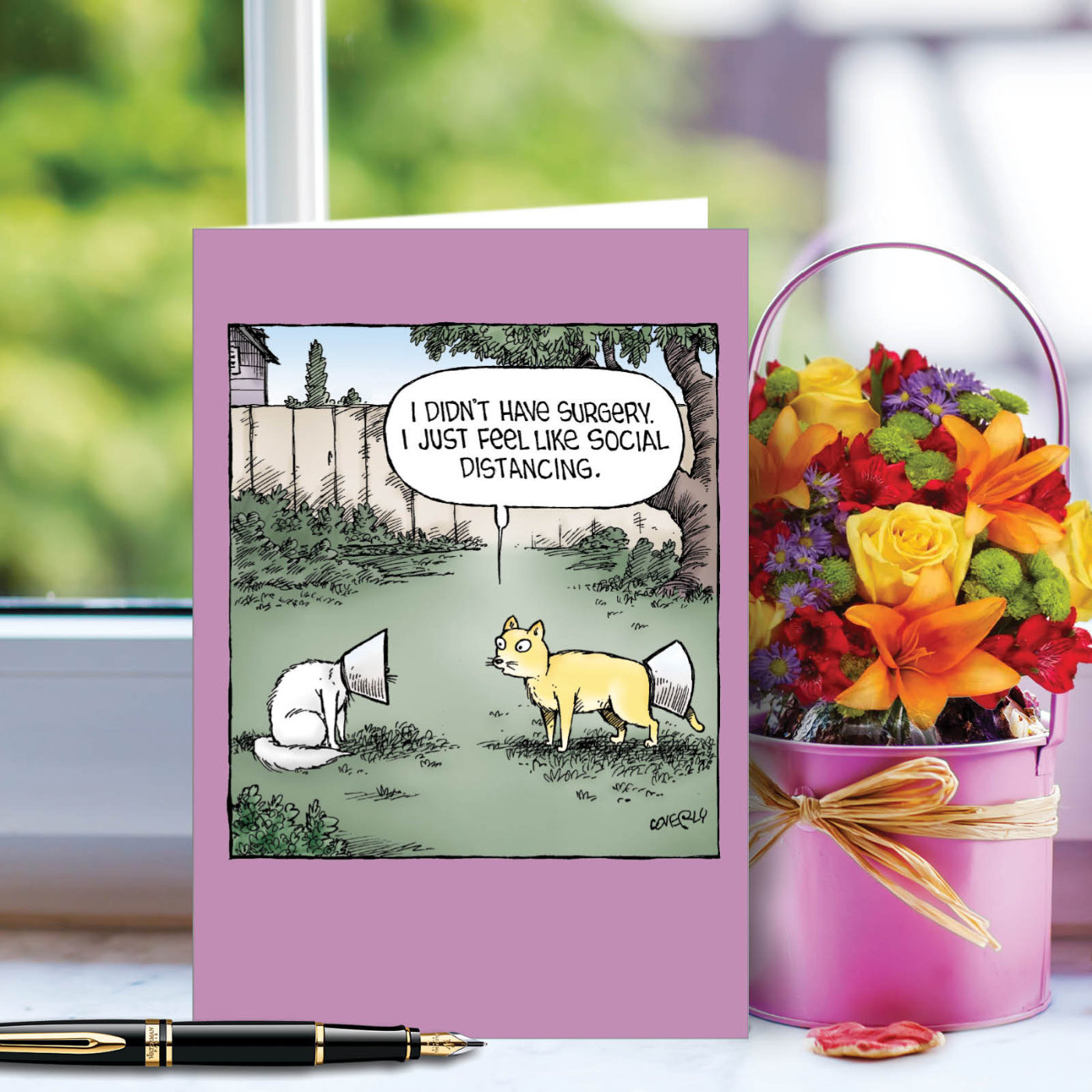 No Surgery Cats: Funny Get Well Greeting Card