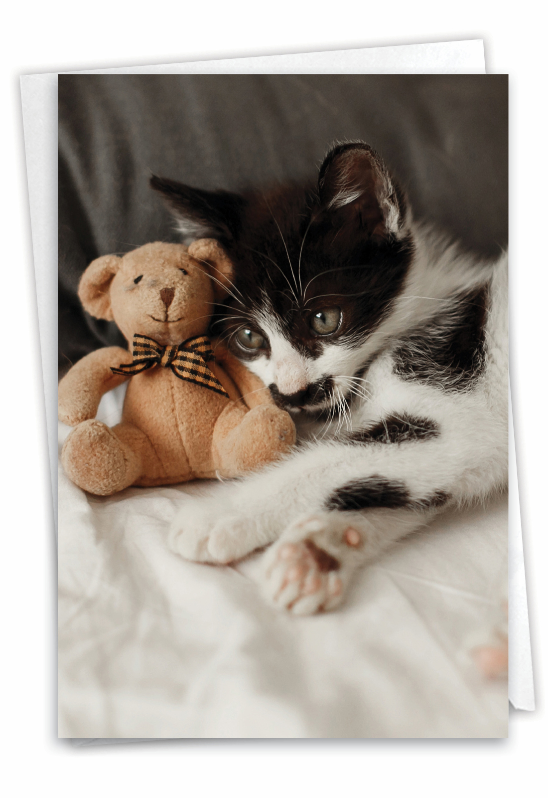 Teddy Cat: Creative Miss You Greeting Card