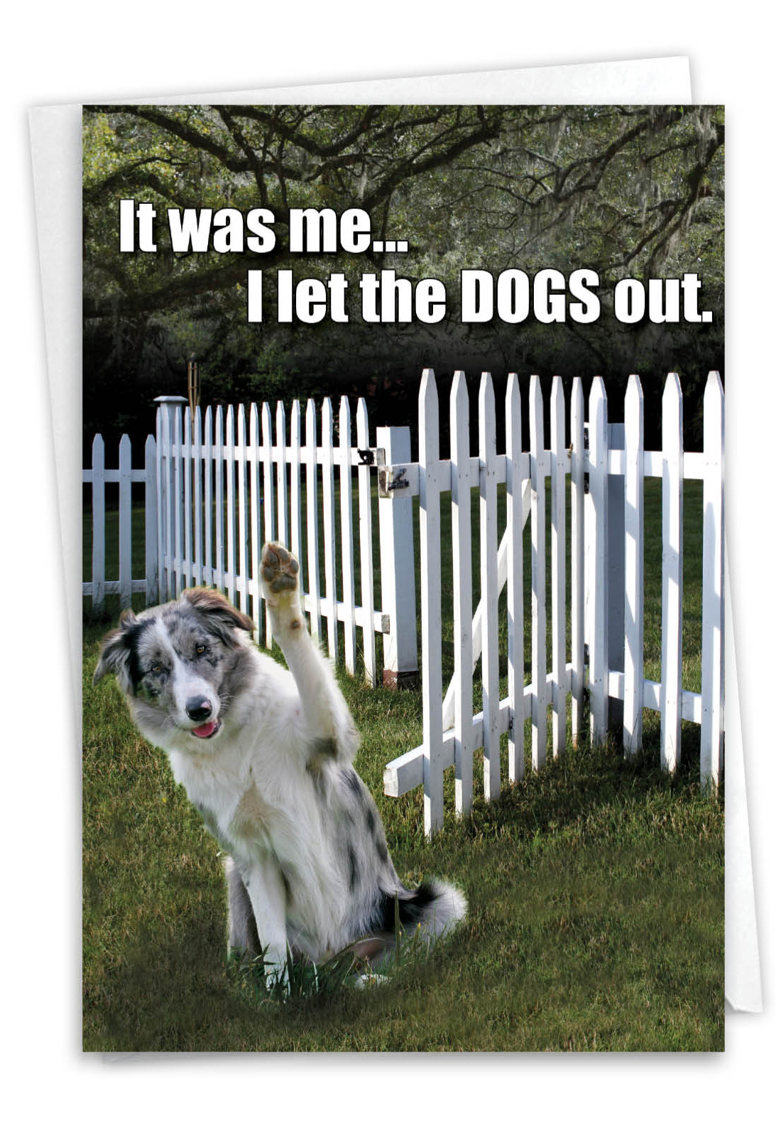 Let Dogs Out: Humor Birthday Greeting Card
