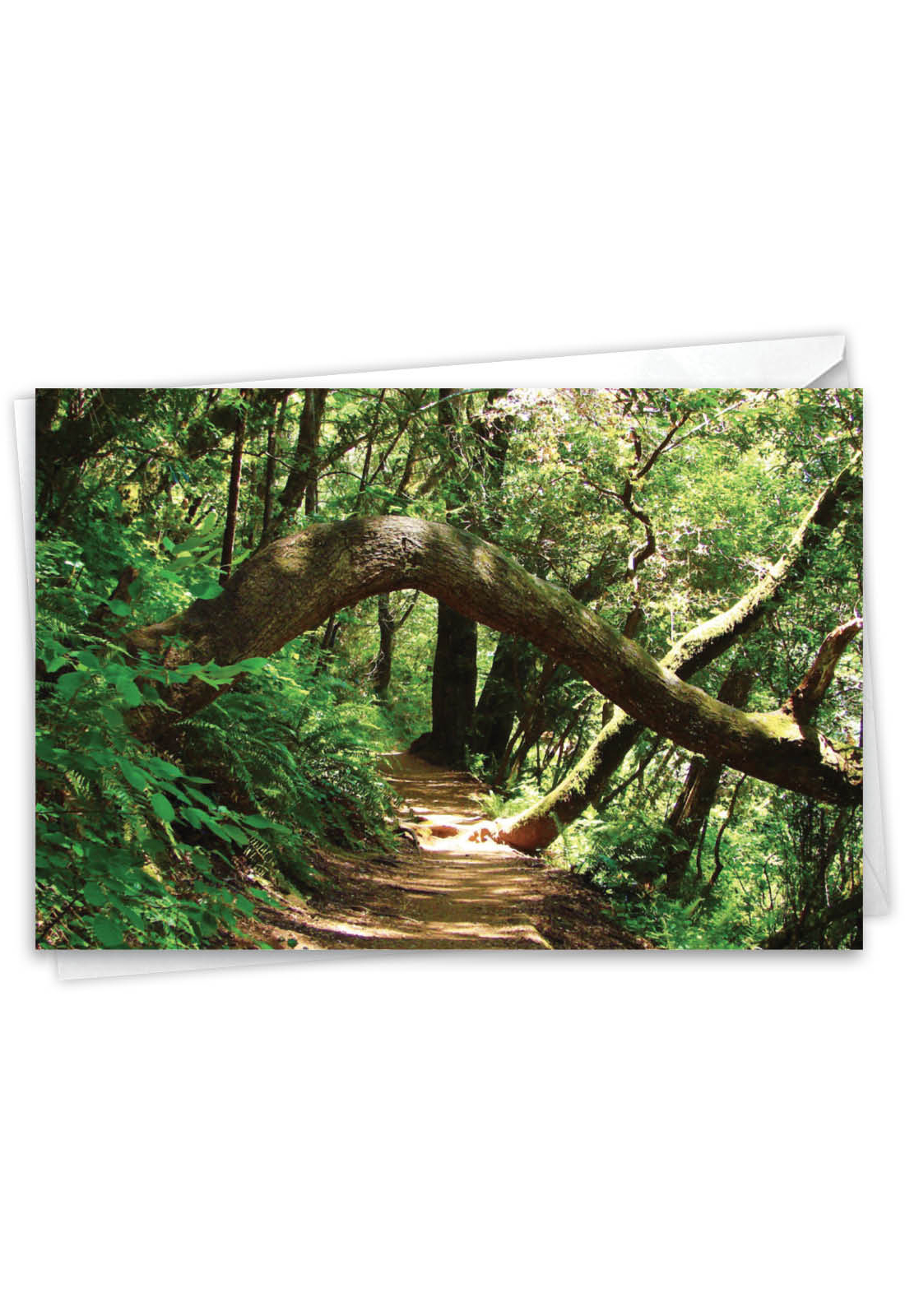 Nature Trails Nobleworks By Design Thank You Greeting Card