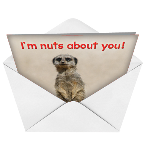 Nuts Over You Outrageous Valentine's Day Card