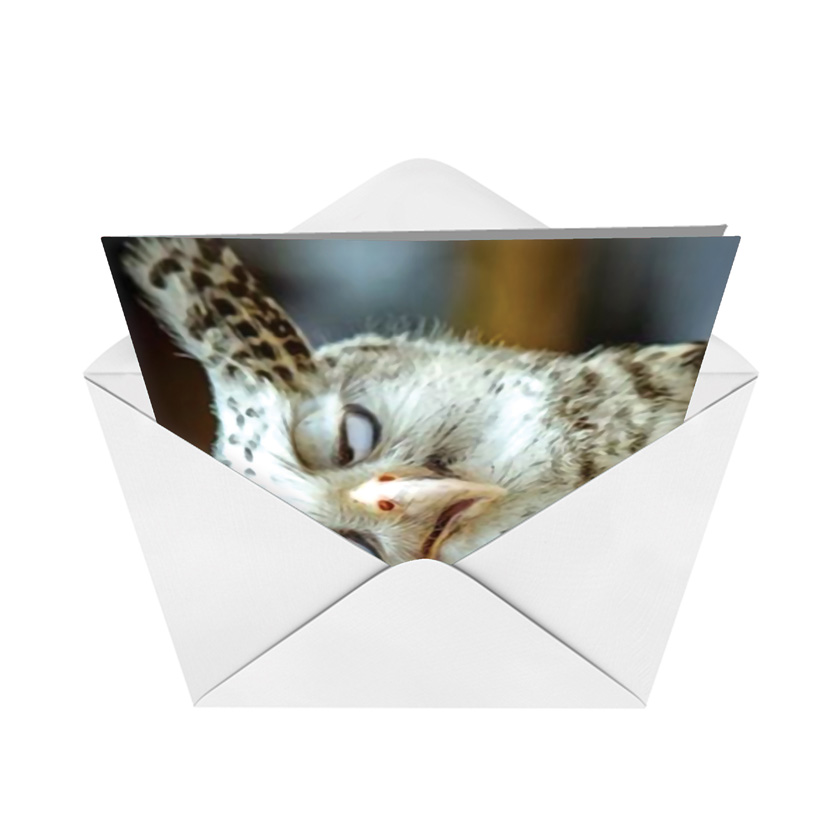 What A Hoot Nobleworks By Design Graduation Paper Card